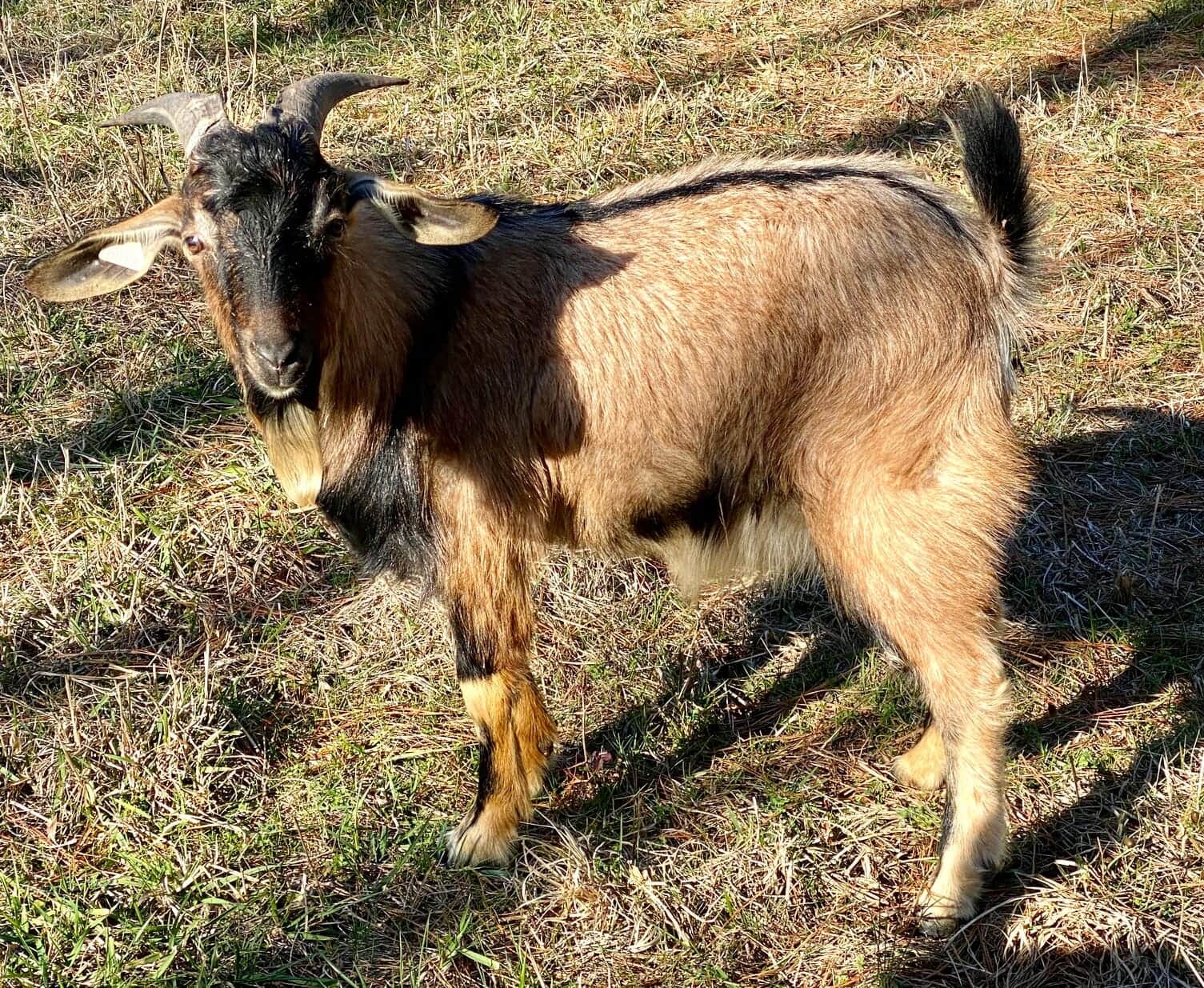 Meet Our Kiko Goats - Nature Nook Kiko Goats Farm
