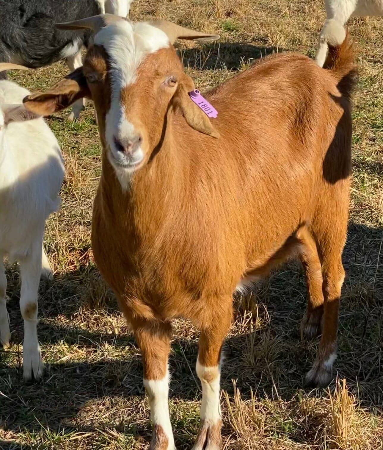 Meet Our Kiko Goats - Nature Nook Kiko Goats Farm