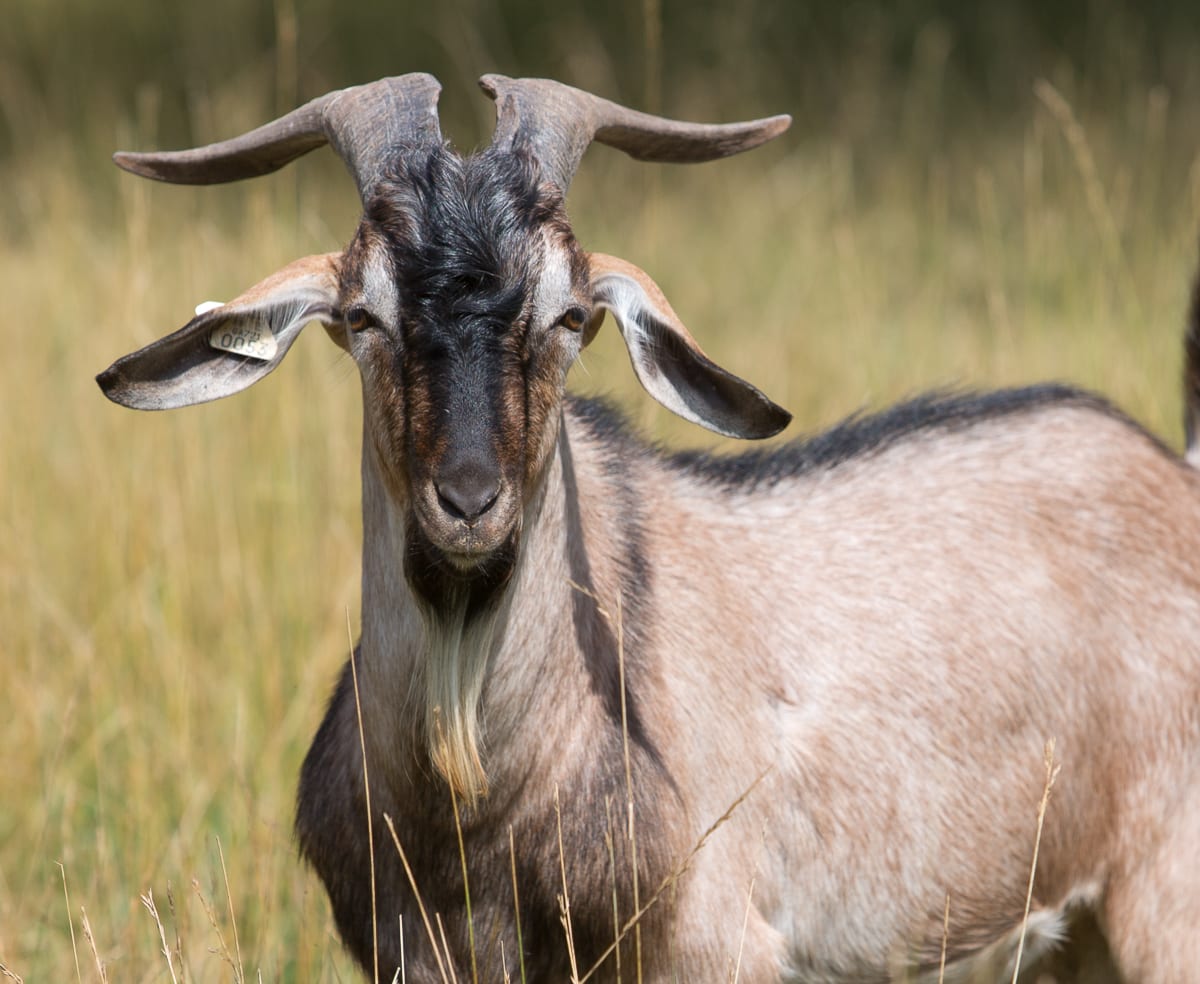 Meet Our Kiko Goats - Nature Nook Kiko Goats Farm