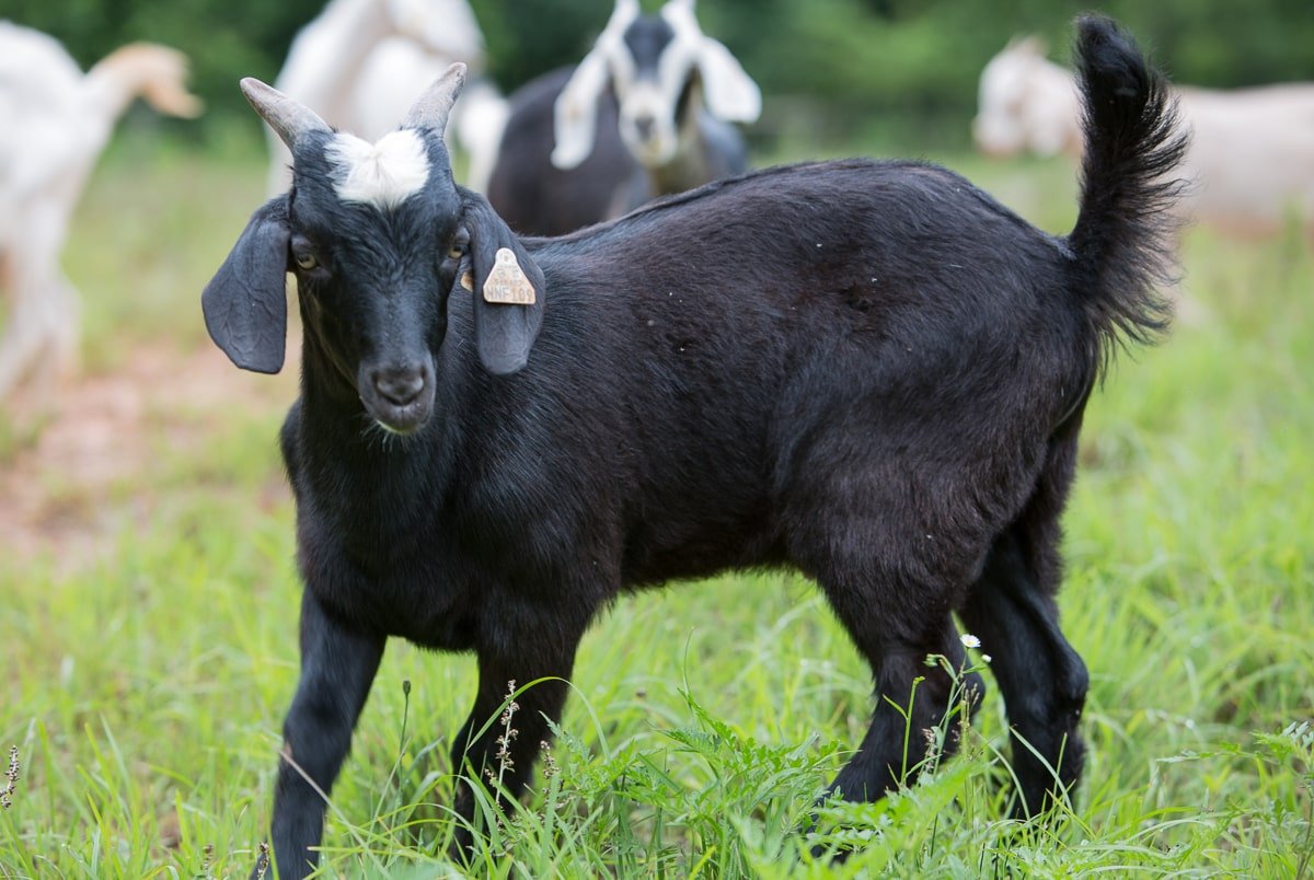 Meet Our Kiko Goats - Nature Nook Kiko Goats Farm