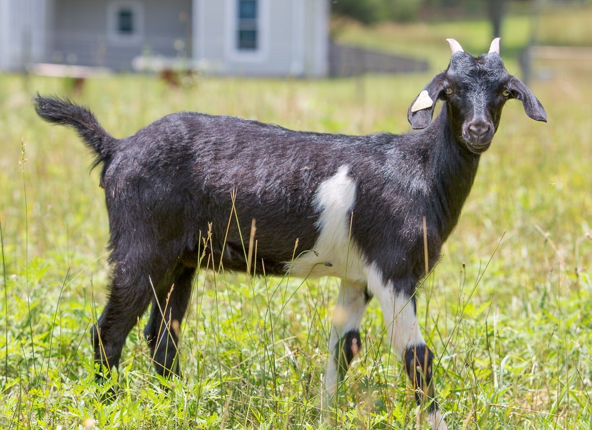 Meet Our Kiko Goats - Nature Nook Kiko Goats Farm