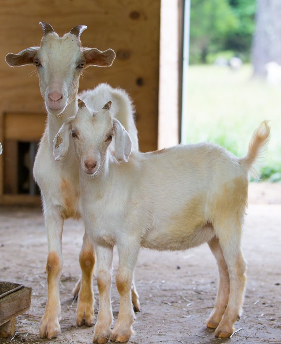 Kiko Goats For Sale – Nature Nook Kiko Goats Farm