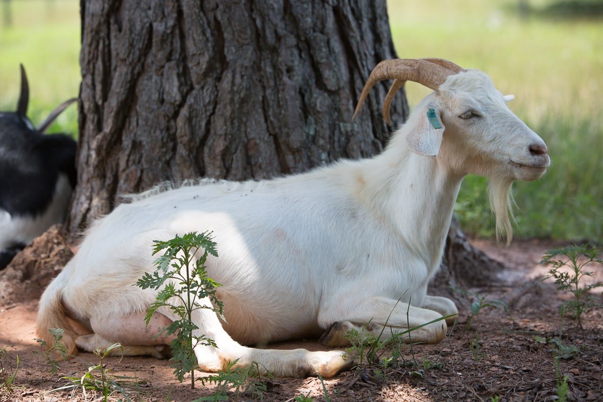 Meet Our Kiko Goats - Nature Nook Kiko Goats Farm