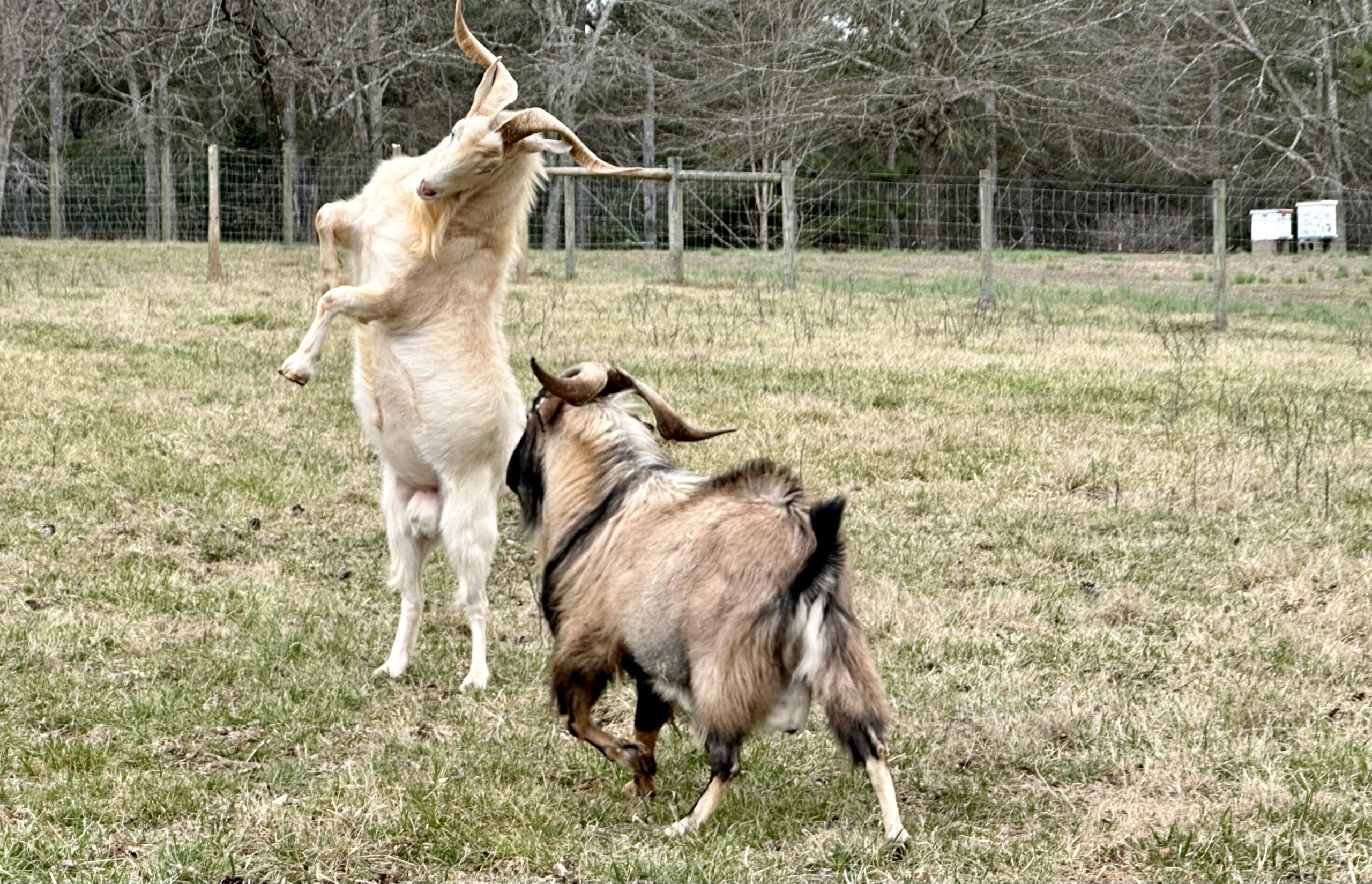 New Zealand Kiko Goats