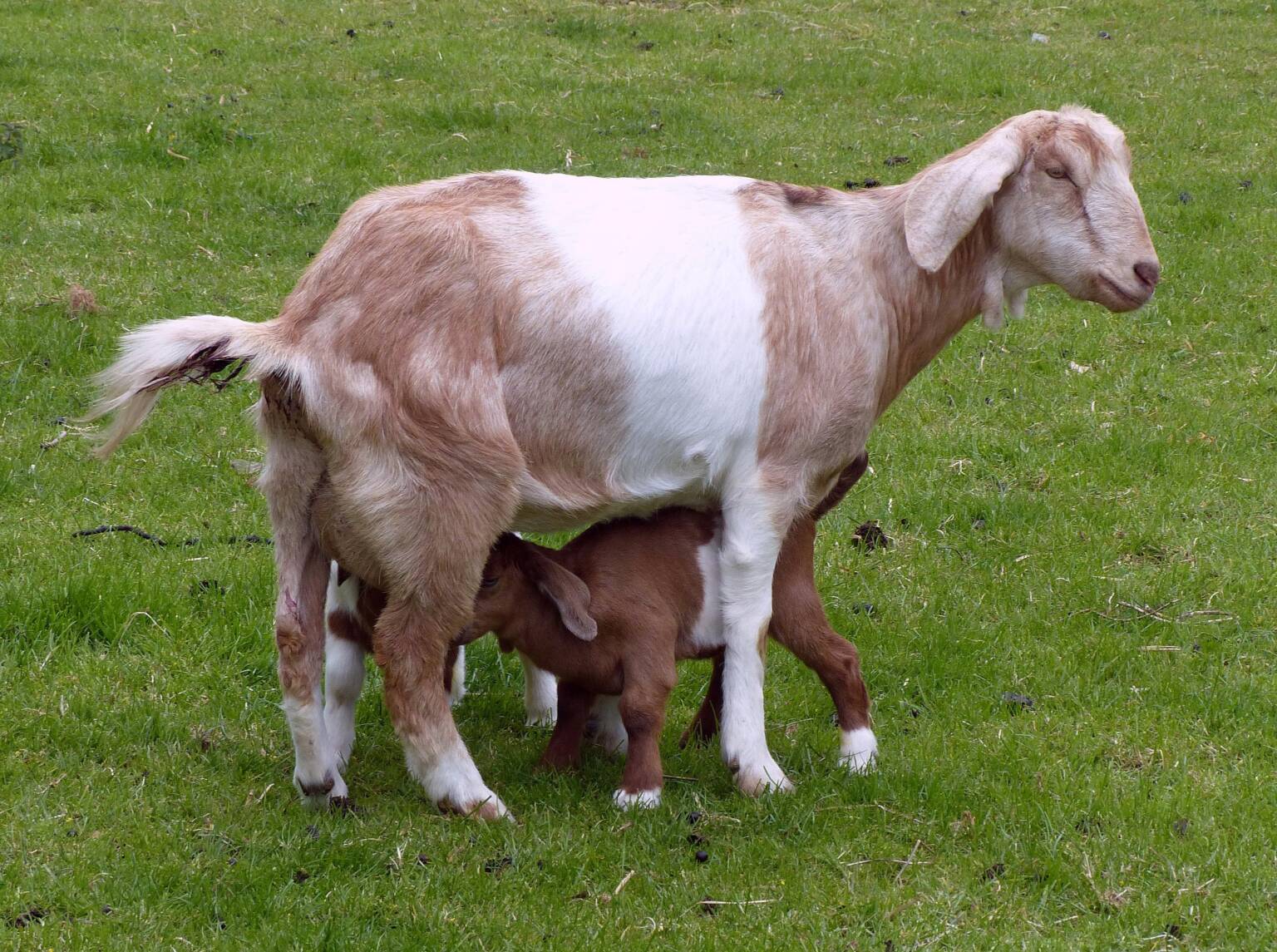 The Kiko Goat History - Nature Nook Kiko Goats Farm Kiko Goat History