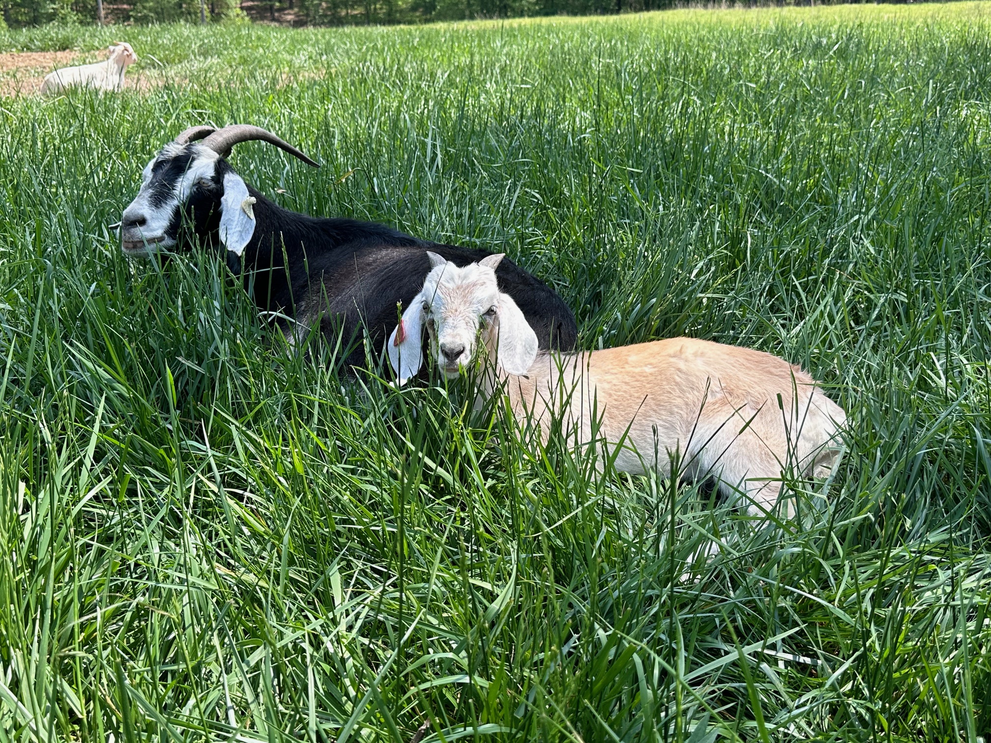 Best Spring and Fall Goat Pasture Mixes - Nature Nook Kiko Goats Farm ...