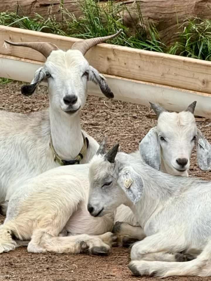 Sick Goat - Nature Nook Kiko Goats Farm