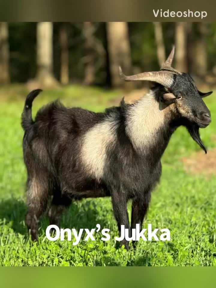 The Kiko Goat History - Nature Nook Kiko Goats Farm Kiko Goat History