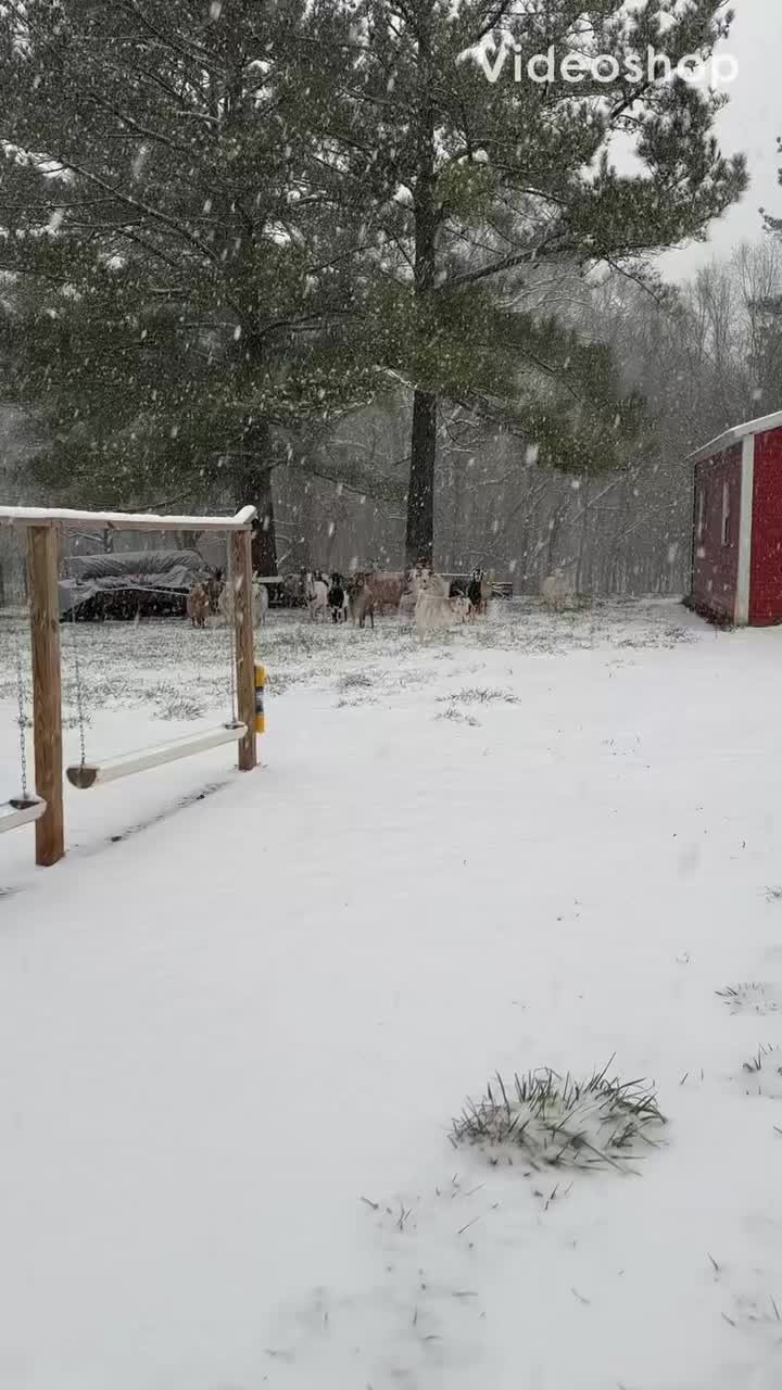 The Kiko Goat History - Nature Nook Kiko Goats Farm Kiko Goat History