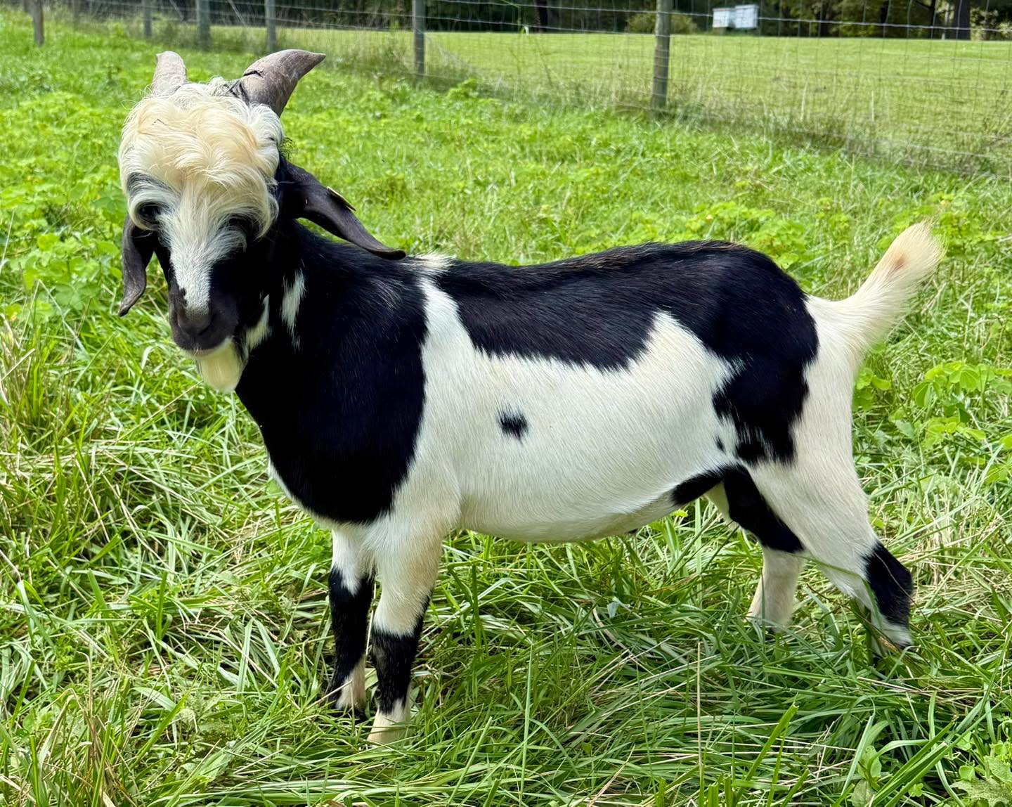 Best Spring and Fall Goat Pasture Mixes - Nature Nook Kiko Goats Farm ...